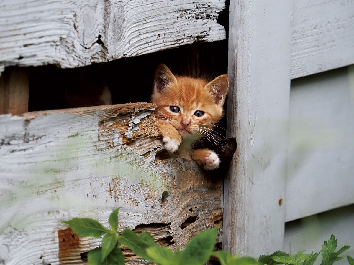 写真展「岩合光昭の日本ねこ歩き」 北海道立函館美術館
